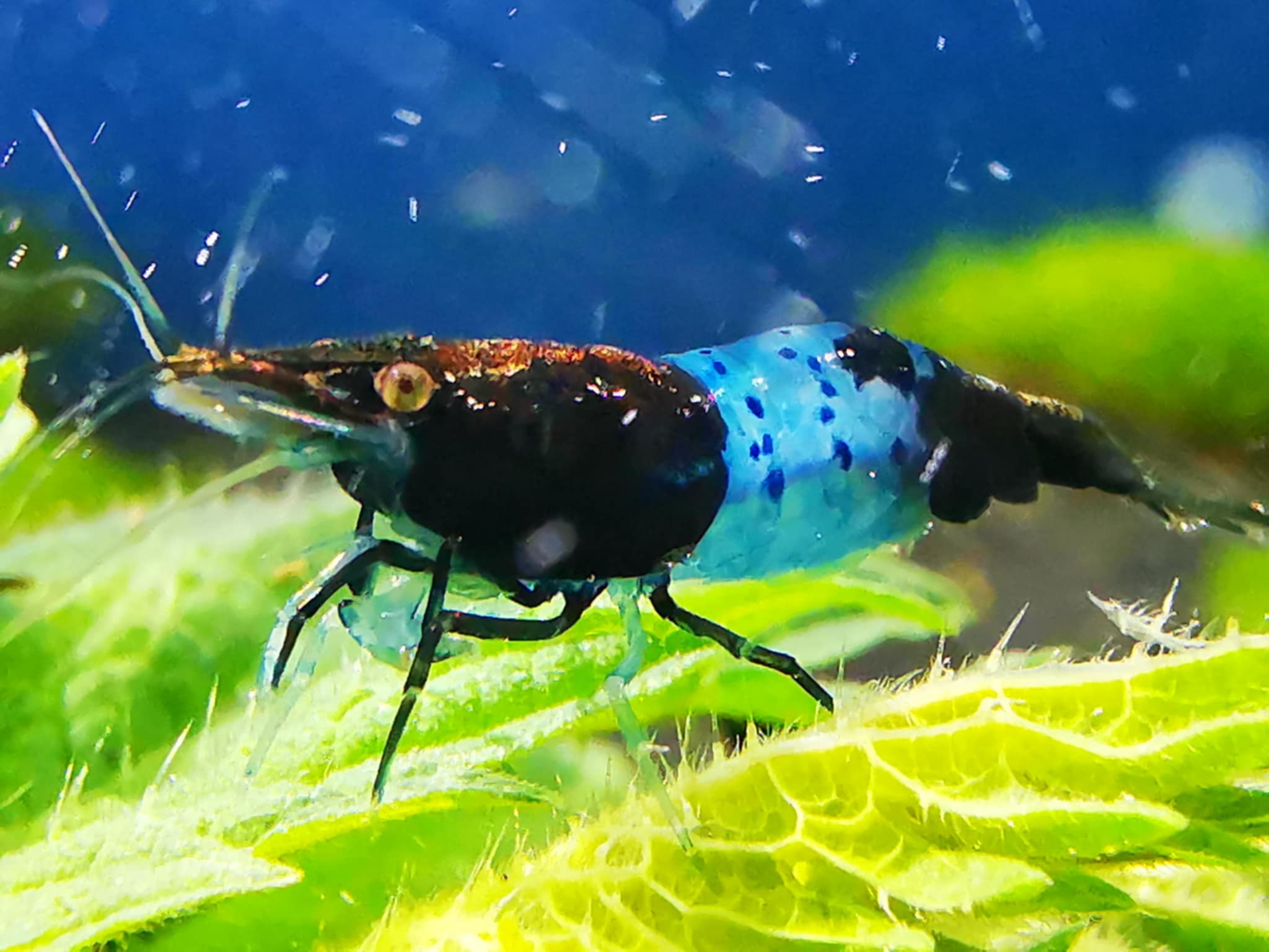 BLUE RILI CARBON – 1.5-2.0 CM | bestaquariumshrimps.uk