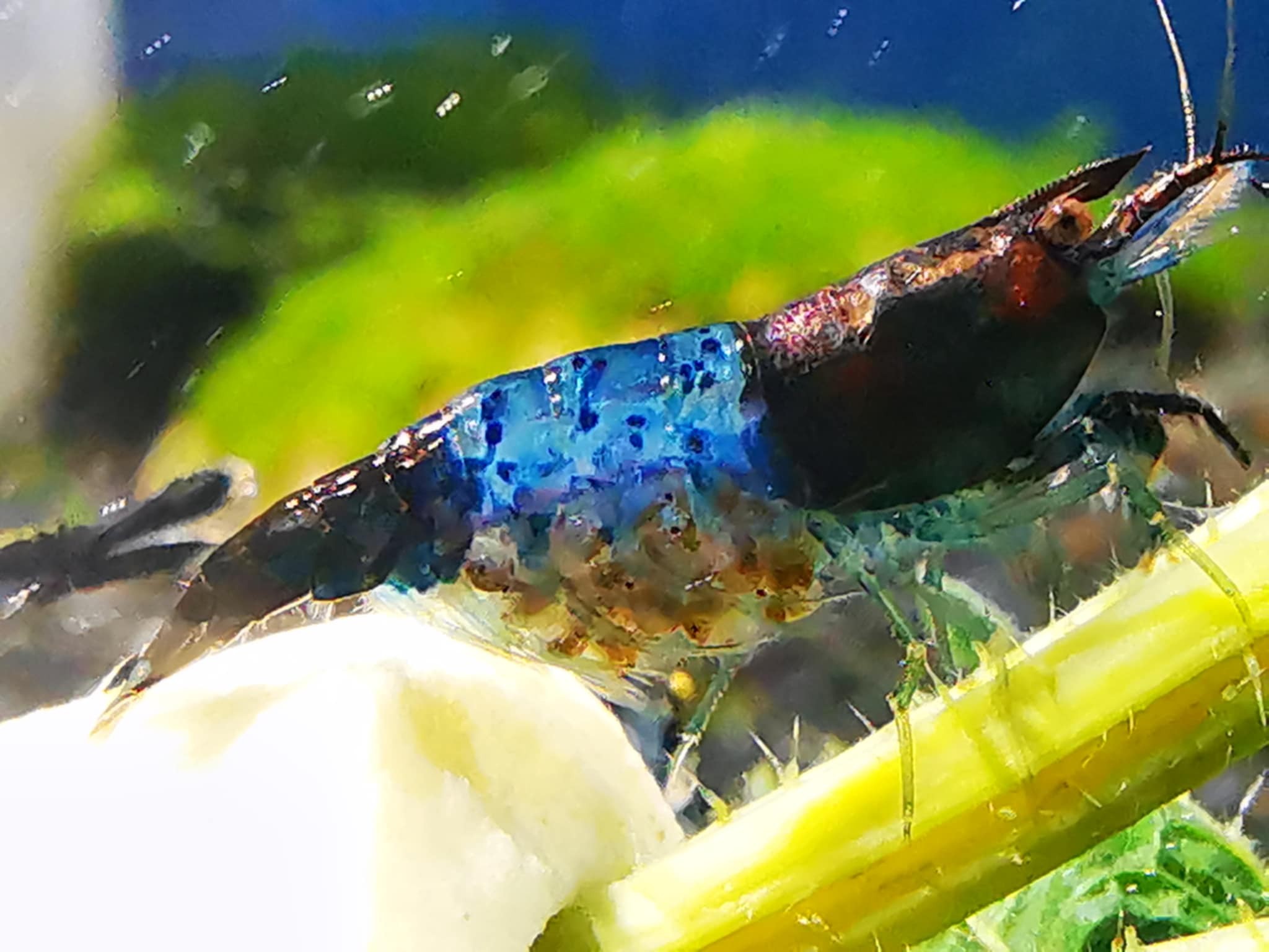 BLUE RILI CARBON – 1.5-2.0 CM | bestaquariumshrimps.uk