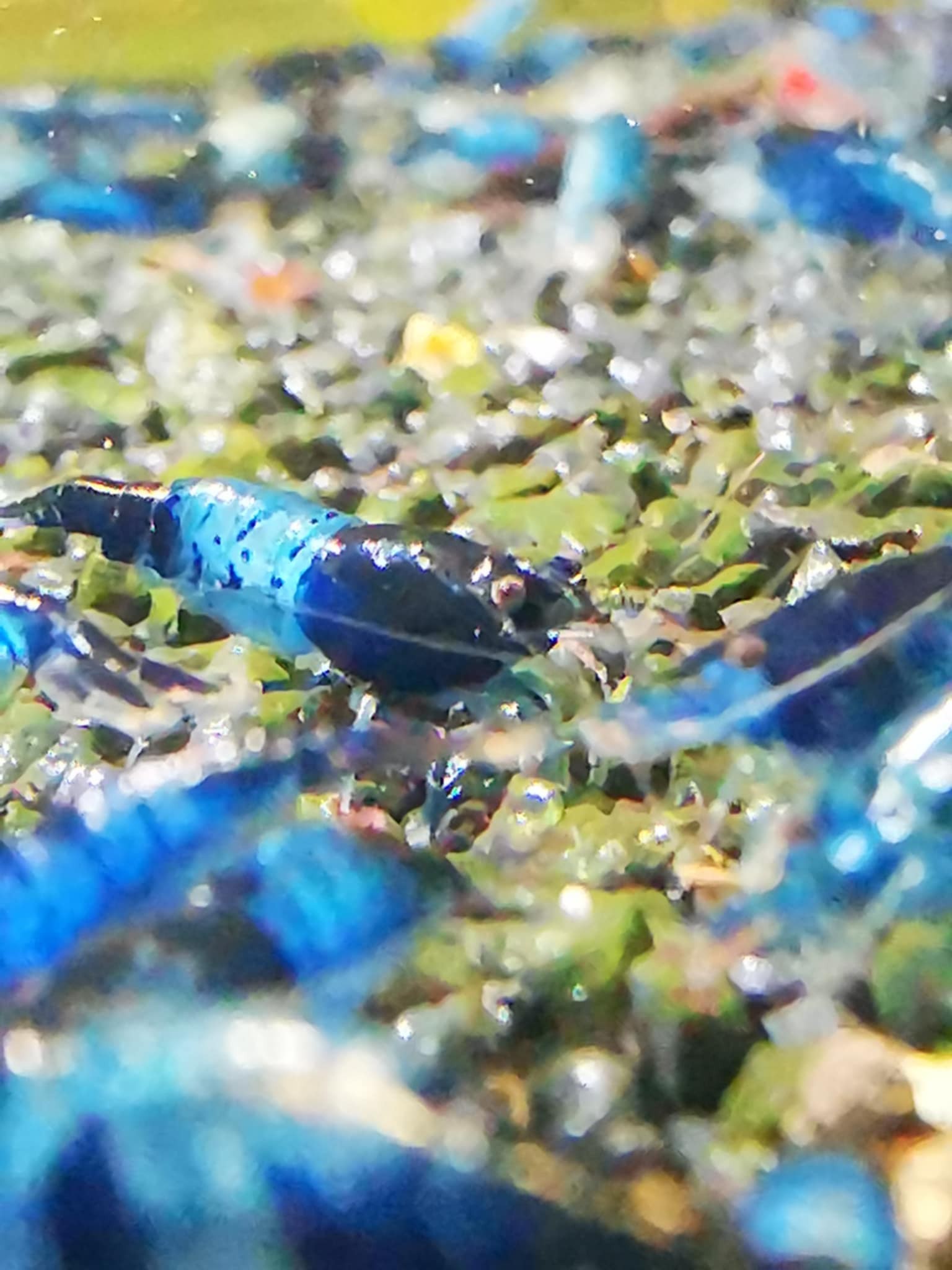 BLUE RILI CARBON – 1.5-2.0 CM | bestaquariumshrimps.uk